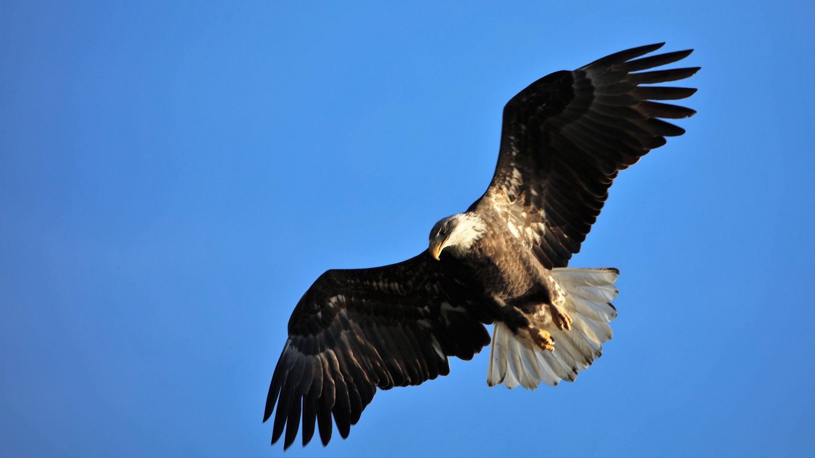 Coeur d’Alene Eagles - The Rhythm of Life