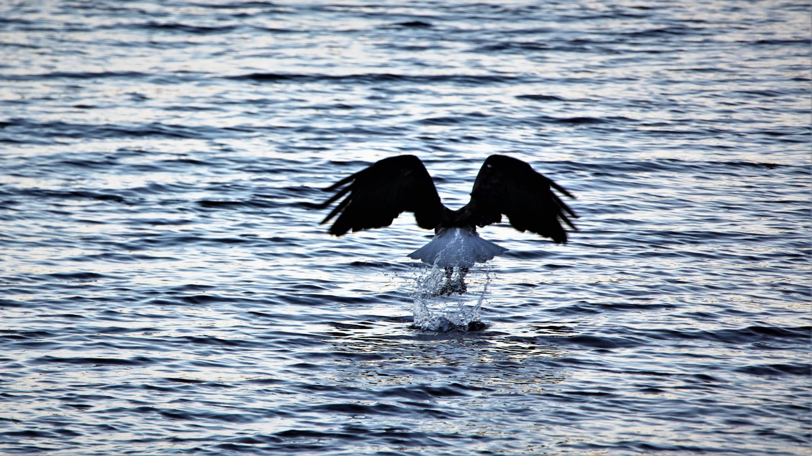 Coeur d'Alene Eagles - The Rhythm of Life