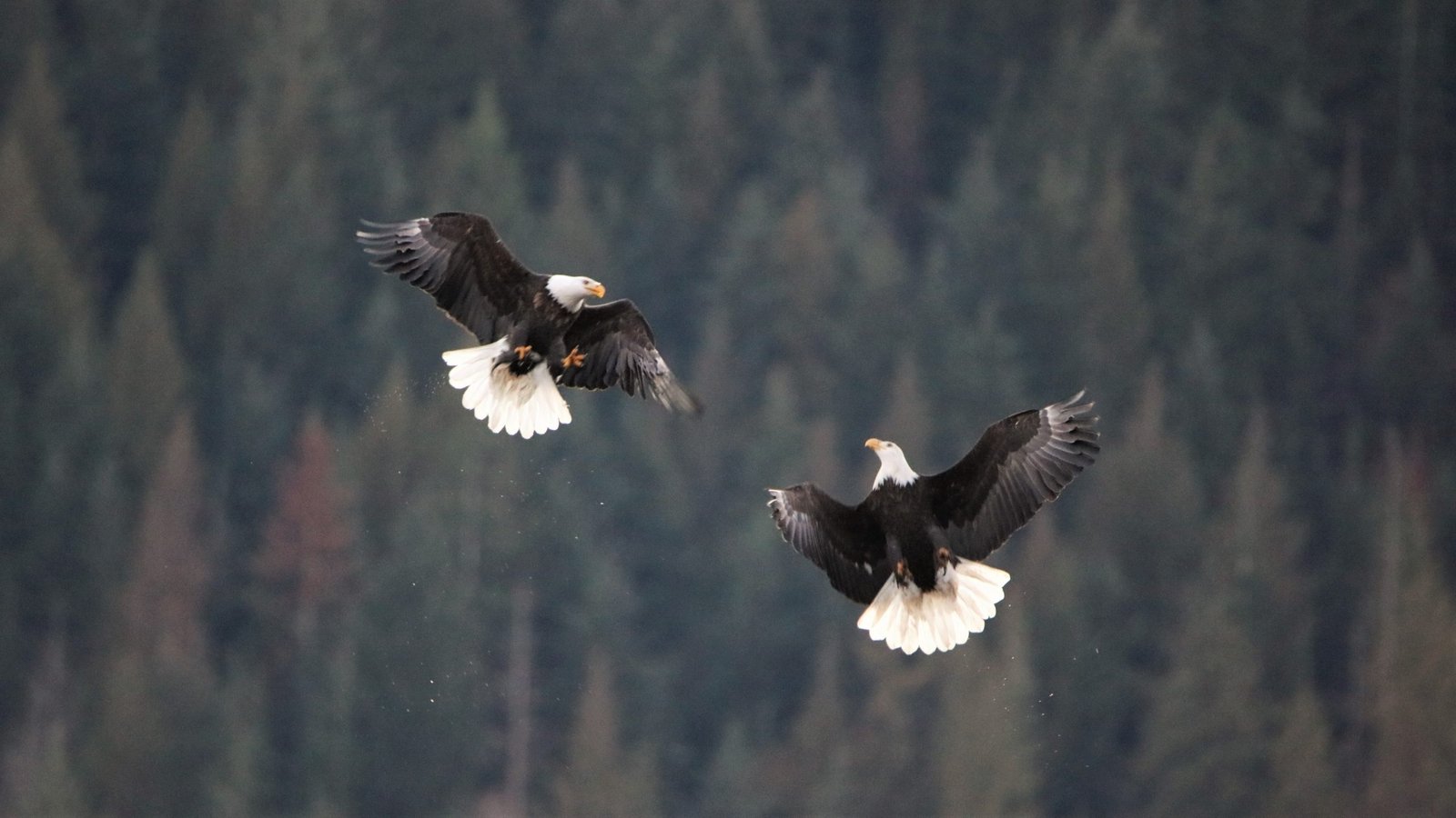 Coeur d’Alene Eagles - The Rhythm of Life